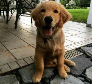 Cute Golden Retriever Pup Bathes and Towels All By Himself – Elite Readers