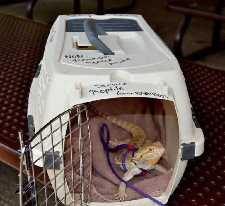 9 of the Most Unusual Service Animals – Elite Readers