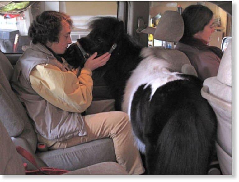 9 of the Most Unusual Service Animals – Elite Readers
