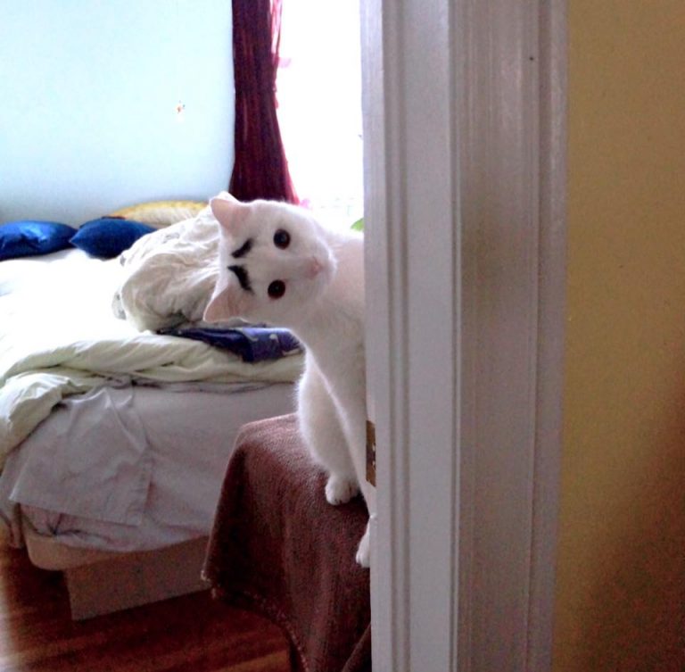 8 Internet Famous Cats You Can’t Help But Love – Elite Readers