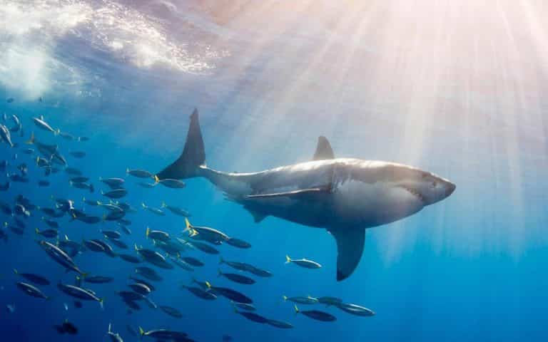 Shark Experiment Story Reveals What’s Holding You Back from Being ...