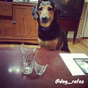 20 Cute Dog Snaps that will make you Rate your Own Hounds – Elite Readers