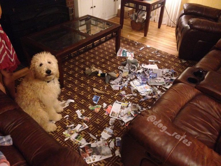 20 Cute Dog Snaps that will make you Rate your Own Hounds – Elite Readers