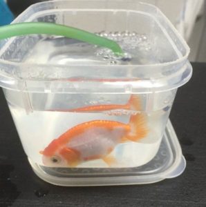 Woman Shells Out $500 To Save Her Beloved Goldfish When it Choked on a ...
