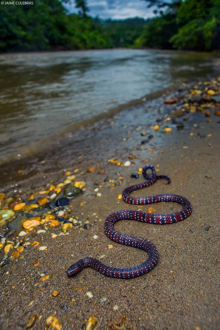 These Colorful Snakes Are Among The Most Beautiful Creatures On The ...