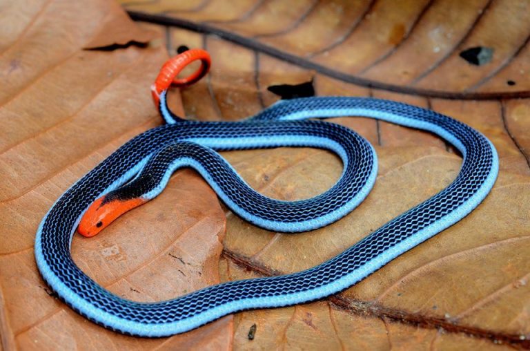 These Colorful Snakes Are Among The Most Beautiful Creatures On The ...