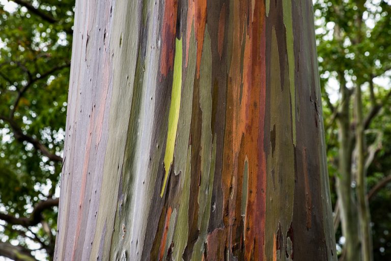 Natural Wonders: the Rainbow Eucalyptus Tree of the Philippines – Elite ...