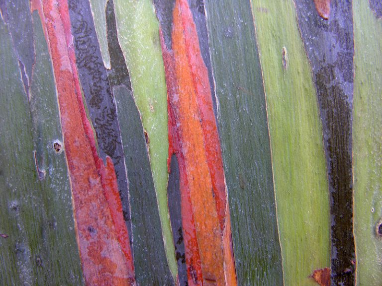 Natural Wonders: the Rainbow Eucalyptus Tree of the Philippines – Elite ...