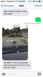 25 Hilariously Badass Animals That Just Never Gave a Damn About ...