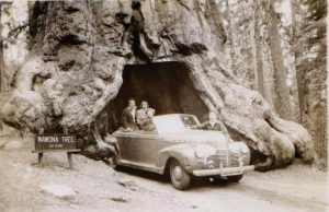 The Story of the 2,300-Year-Old Fallen Wawona Tunnel Tree in Yosemite ...