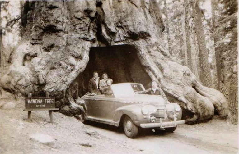 The Story of the 2,300-Year-Old Fallen Wawona Tunnel Tree in Yosemite ...