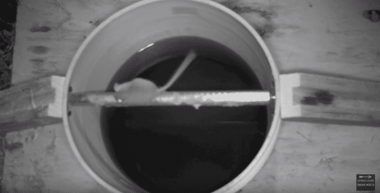 Learn How to Do This Simple But Extremely Effective Rolling Log Mouse ...