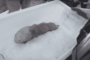 ‘Faceless Fish’ Seen For The First Time After Over 100 Years | Elite ...