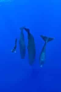 Photographer Captures Rare Moment Of Sperm Whales Sleeping – Elite Readers