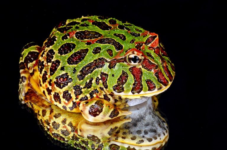 Fiercer Than T-Rex! This Prehistoric Frog Preyed On Dinosaurs – Elite ...