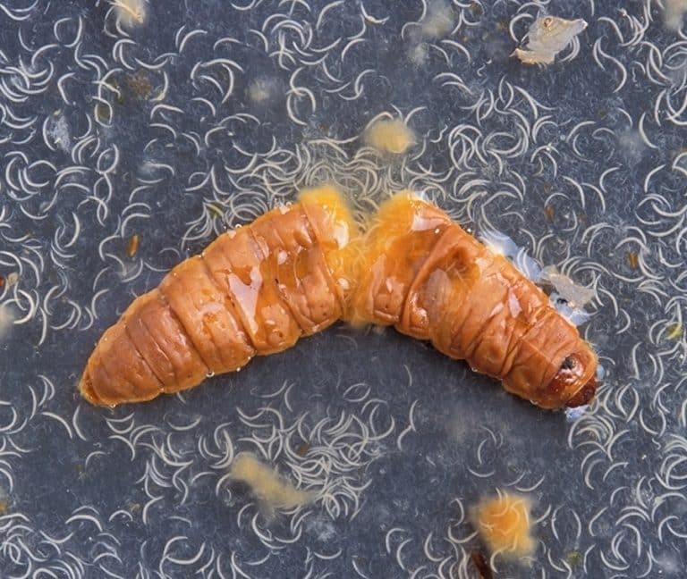 10 Disturbing Parasites That Perfectly Showcase The Weird Side Of ...