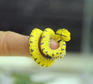 40 Cute And Adorable Snake Pics That’ll Help You Overcome Your Fears ...