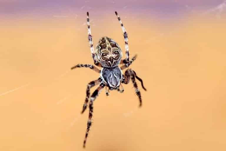 Spiders Can Eat All Humans In The World In Just A Year, Scientists Say ...