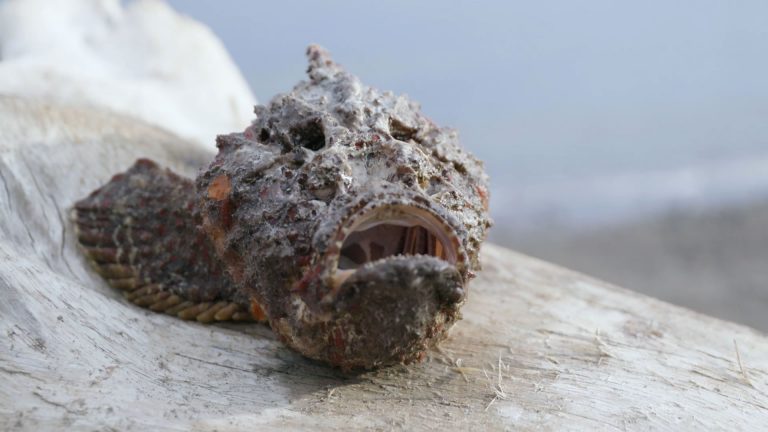 Stonefish: The World’s Most Venomous Fish, Also Quite A Delicacy ...