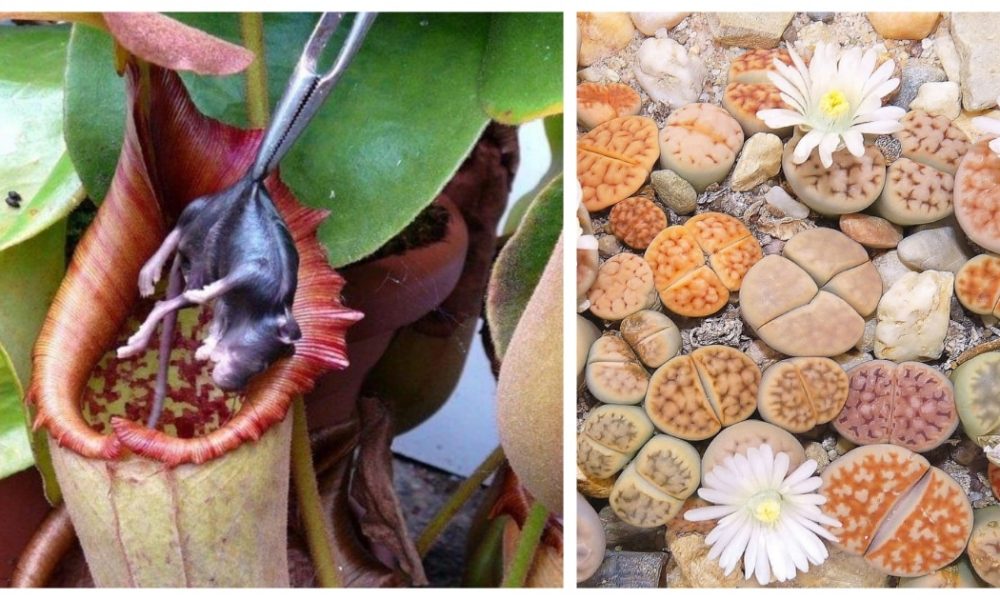 Meet “Plant Daddy,” A Guy Who Spent $5,000 Buying 200 Species of House ...