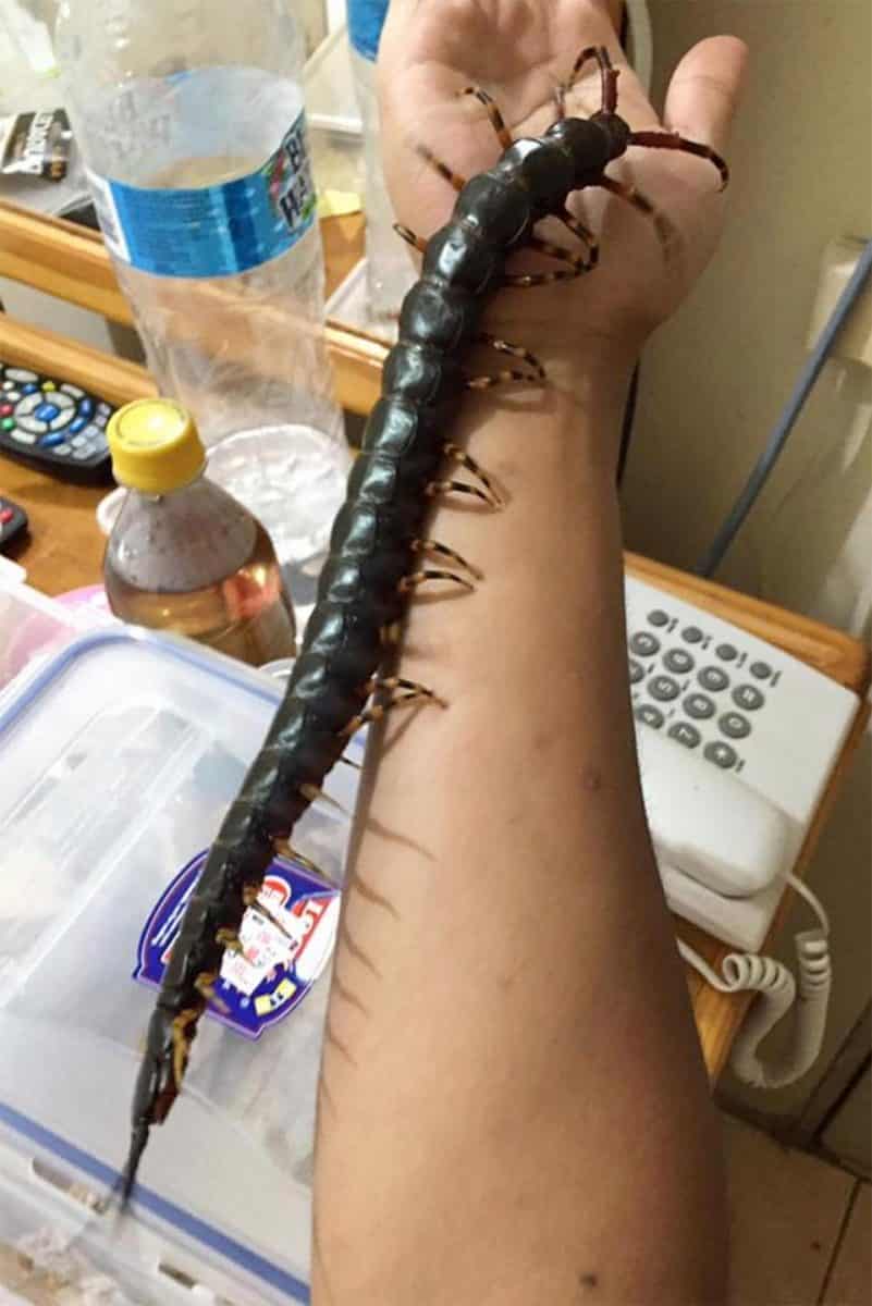 Young Man Lets His Pet, A 17-Inch Venomous Centipede, Crawl All Over ...