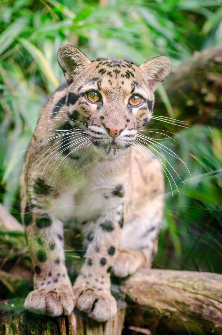 ‘Extinct’ Leopard Spotted In Taiwan For The First Time In Over 30 Years ...