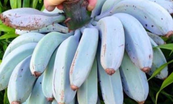 Ice Cream With Unique Taste Requires You To Sign A Waiver To Eat It ...