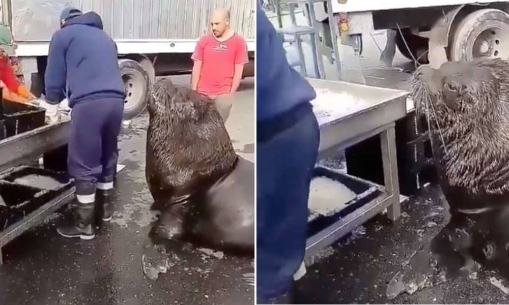 Fish Bra Selfies are the Latest Bizarre Trend to Sweep Social Media ...