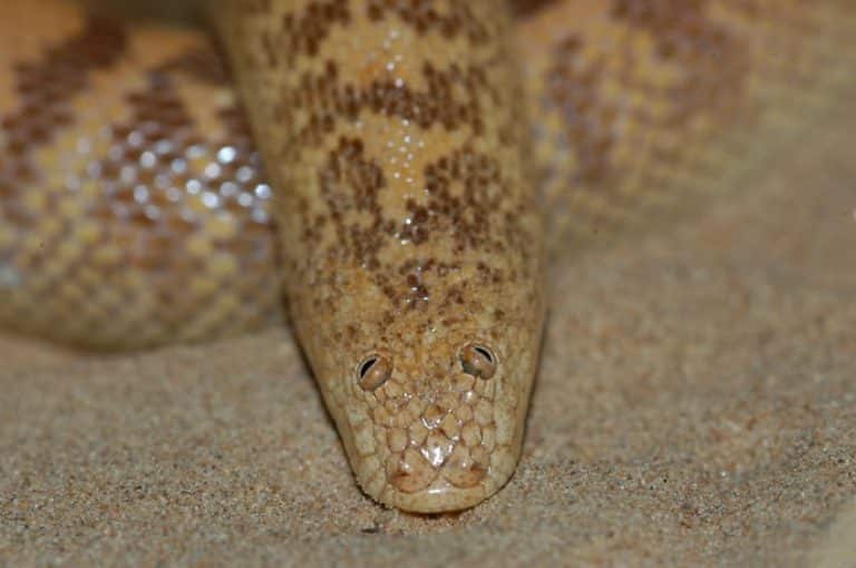 Derpy Snake Looks Like It Has Googly Eyes And Was Drawn By A Child ...