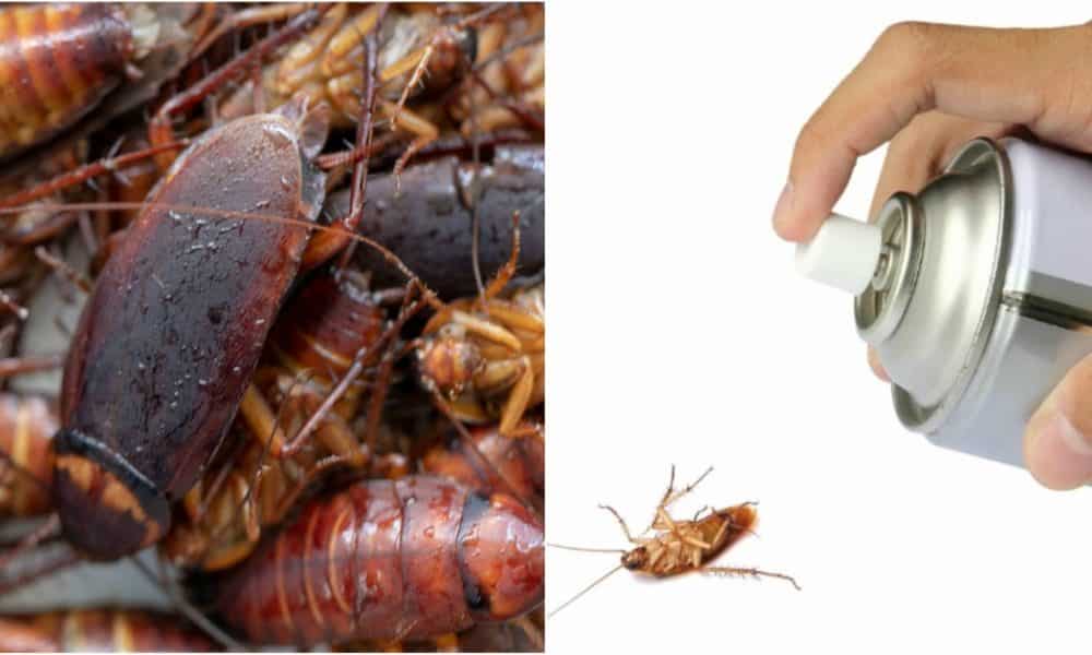 Homemade Concoction Promises To Get Rid Of Cockroaches For Good – Elite ...