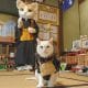 Nyan Nyan Ji, The Japanese Shrine Where All The Monks Are Adorable Cats ...
