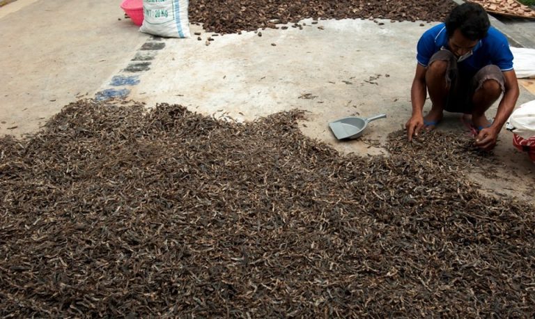 Roasted Lizard Rice Bowls Are Well-Loved in Vietnam But Would You Eat ...