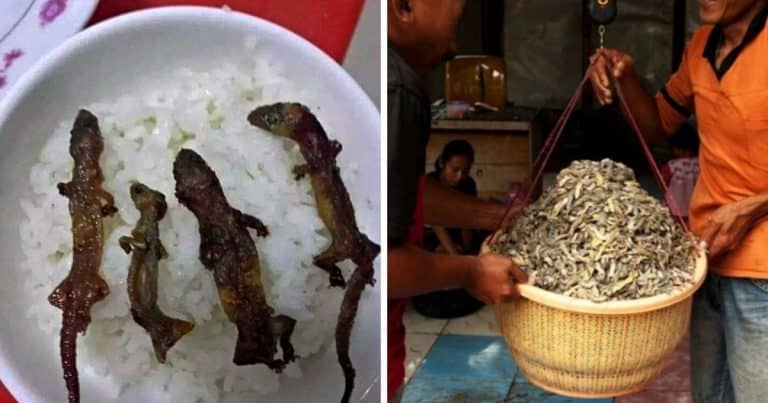 Roasted Lizard Rice Bowls Are Well-Loved in Vietnam But Would You Eat ...