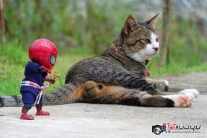 Guy Poses His Baby Spider-Man Toy With Cats – And It’s Pretty Hilarious ...
