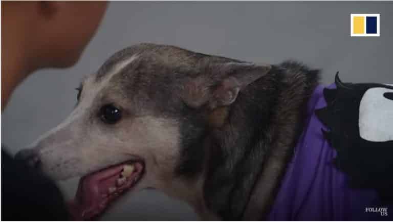 Talented Dog Performs To Help Teen Raise Money For Family – Elite Readers