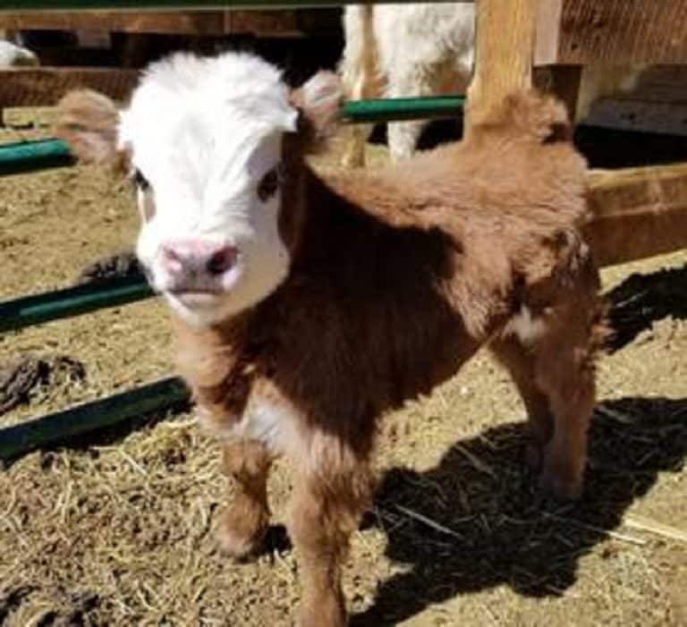 These Lovable Miniature Cows Make Charming Pets – Elite Readers