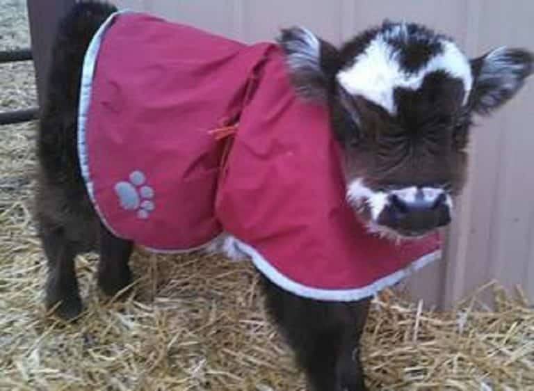 These Lovable Miniature Cows Make Charming Pets – Elite Readers