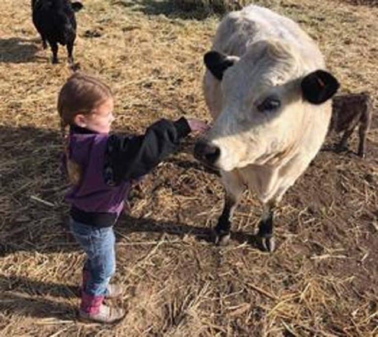 These Lovable Miniature Cows Make Charming Pets – Elite Readers