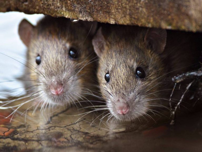 Starving Rats Are Turning to ‘Cannibalism’ Amid the COVID-19 Lockdowns ...
