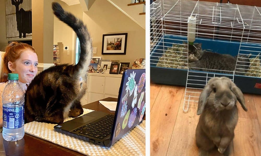 Meet Thor, the Beautiful Bengal Cat with Purrfectly Speckled Fur ...