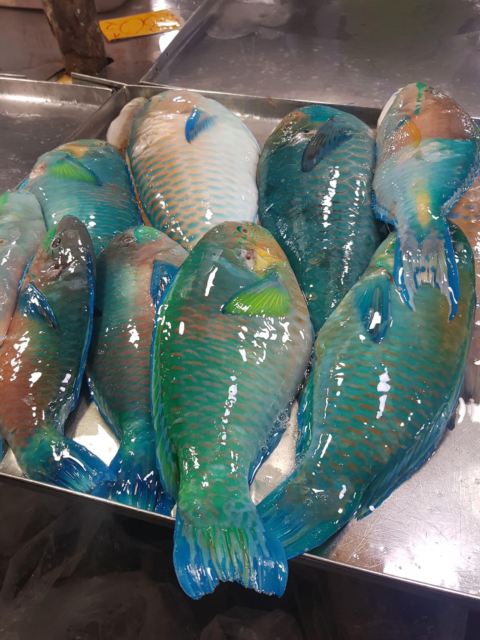 Important Reason Why People Should Stop Eating Parrot Fish – Elite Readers