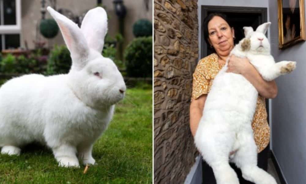 Meet the World’s Biggest Rabbit and His Giant Rival… His Own Son ...