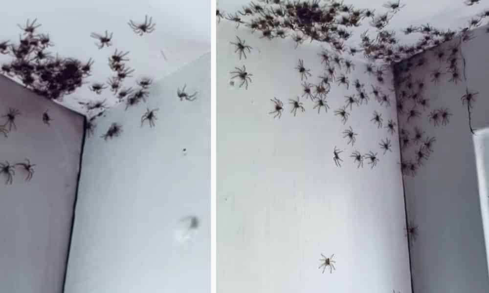 Australian Woman Finds Around 20 Venomous Spiders On Her Swimming Pool ...