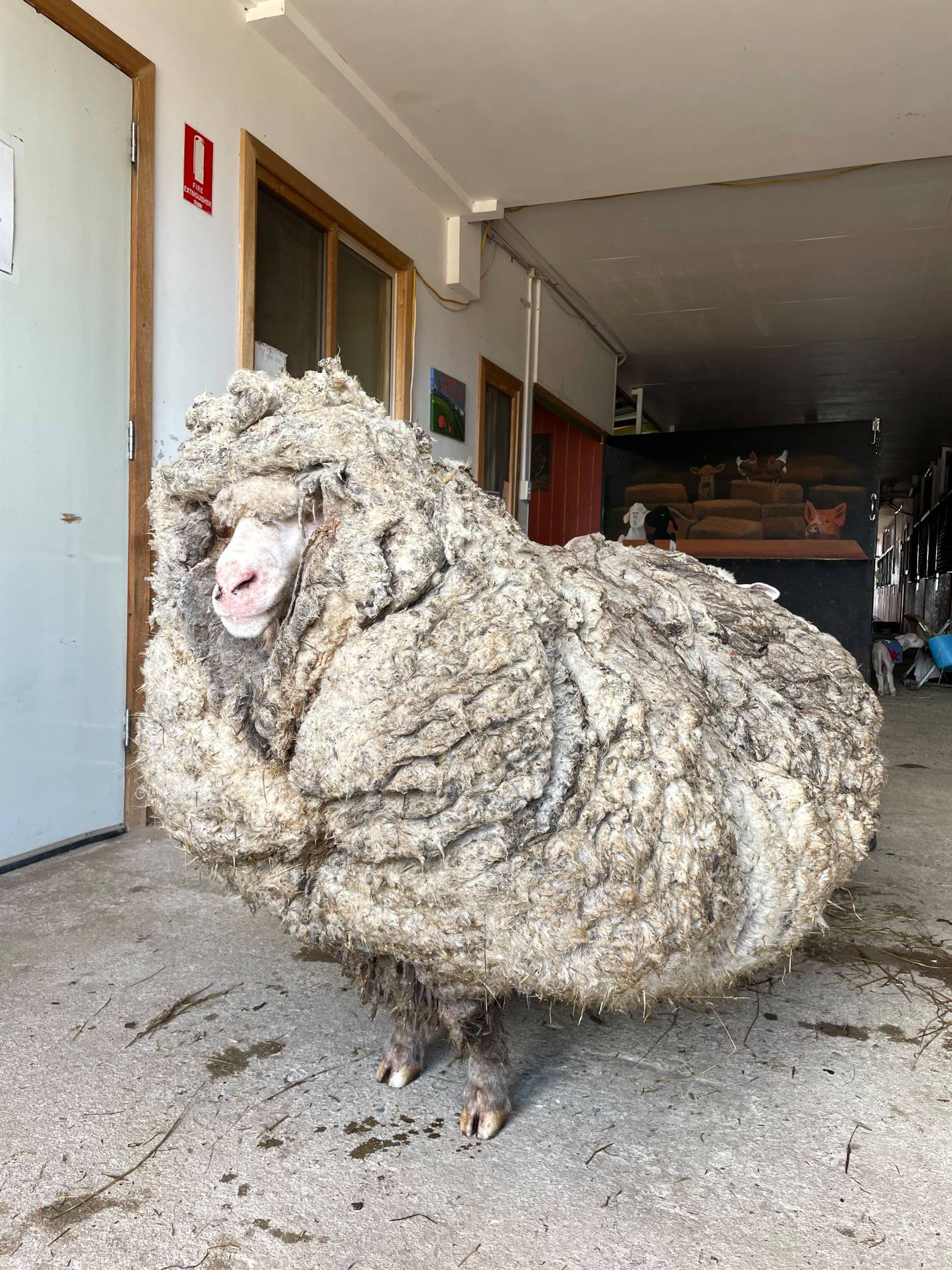 Escaped Overgrown Sheep Sheds Wool Weighing 35 Kilograms – Elite Readers