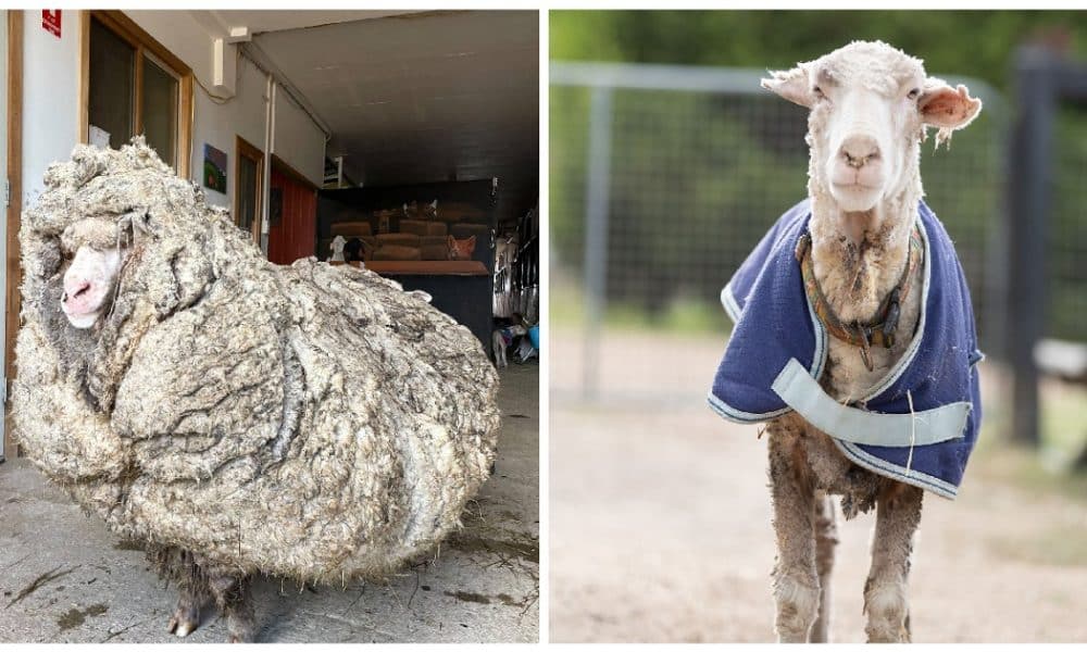 Flock Of Stoned Sheep Wreaks Havoc After Feasting On Weed – Elite Readers