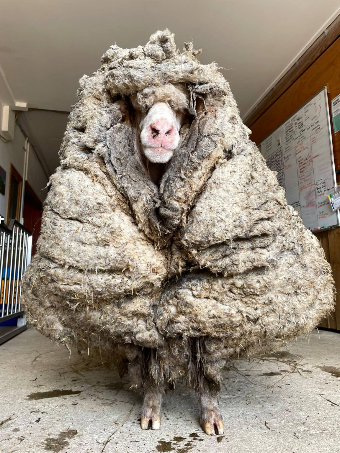 Escaped Overgrown Sheep Sheds Wool Weighing 35 Kilograms – Elite Readers